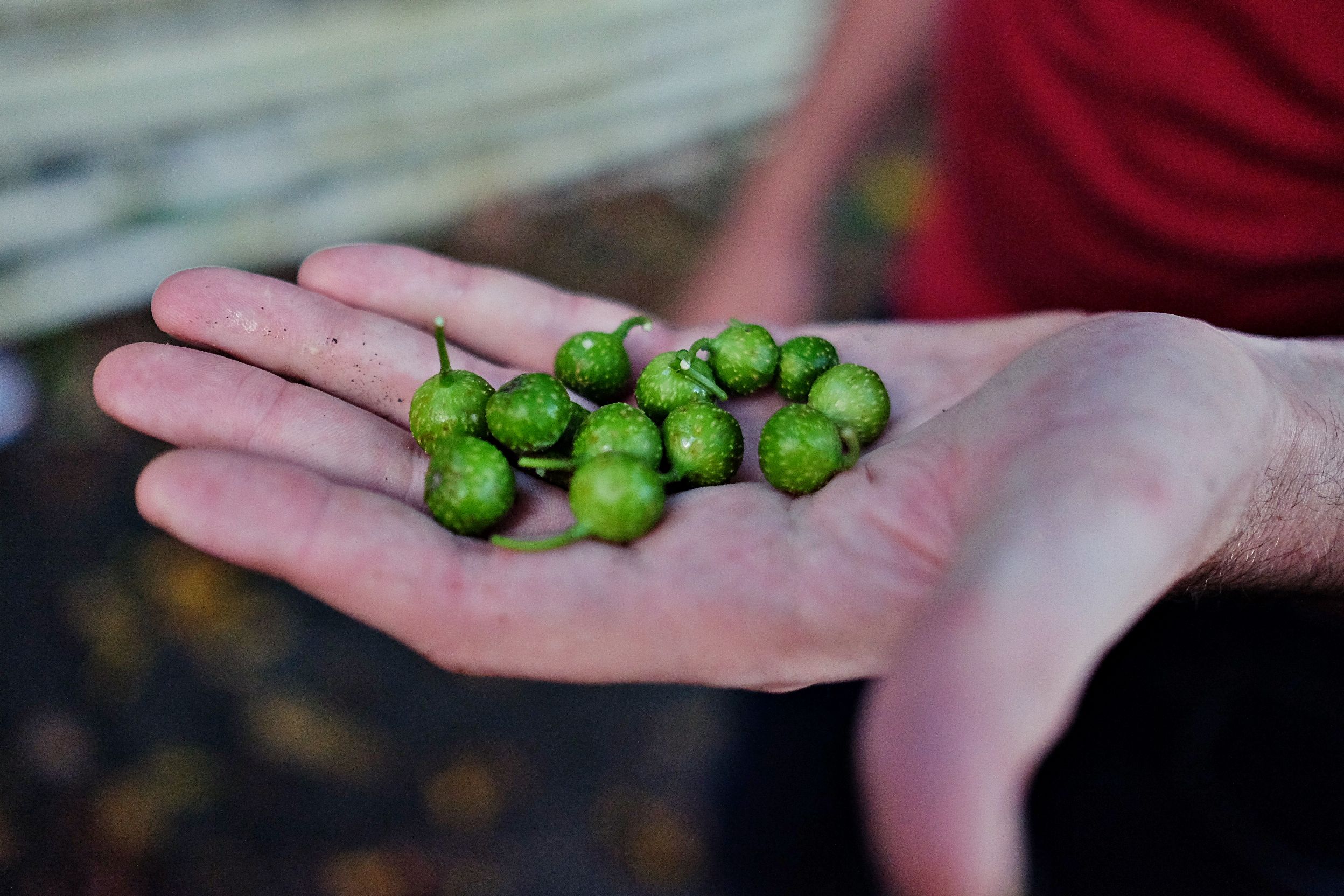Walk on the wild side: 5 foods to forage in Singapore | Lifestyle Asia ...