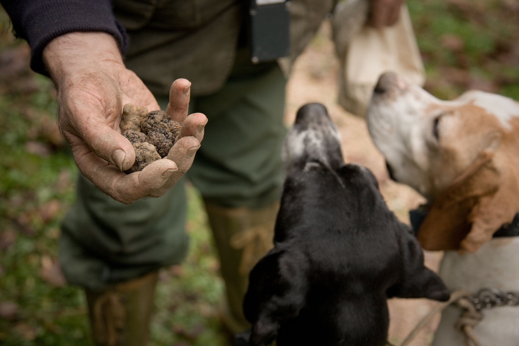 Gold digger: All you need to know about truffles