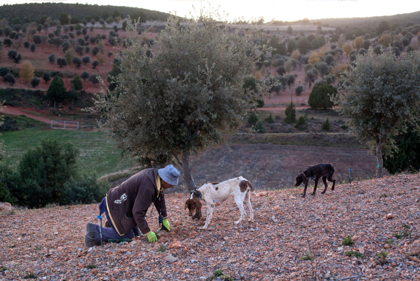 Gold digger: All you need to know about truffles