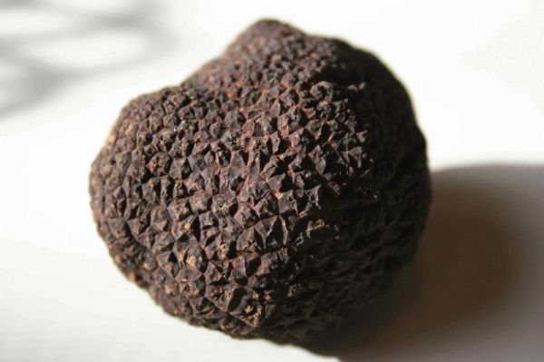 Gold digger: All you need to know about truffles