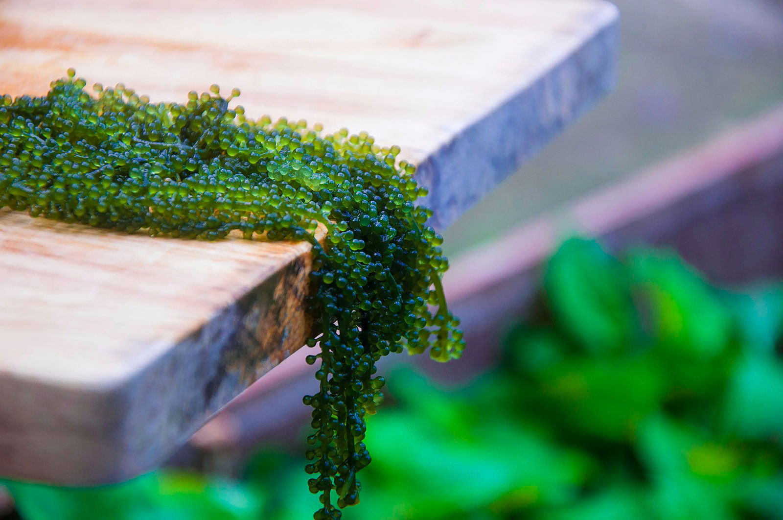 Emerald craze: 5 ways green caviar is the new superfood | Lifestyle ...