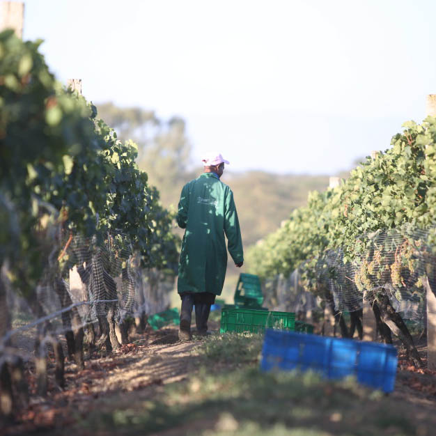 Why wine lovers should start paying attention to New Latitude wines ...