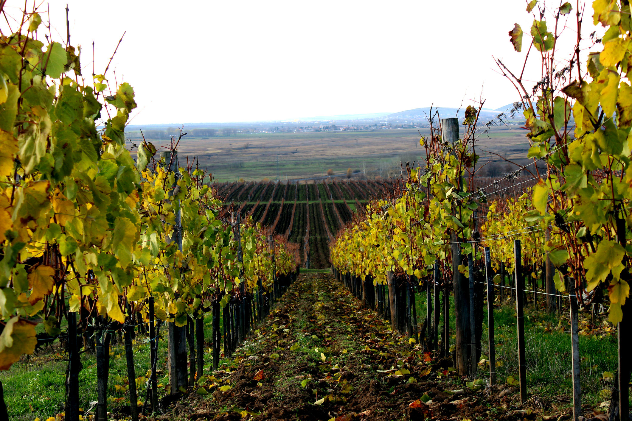 Hungarian wines: The elixir you're missing out on