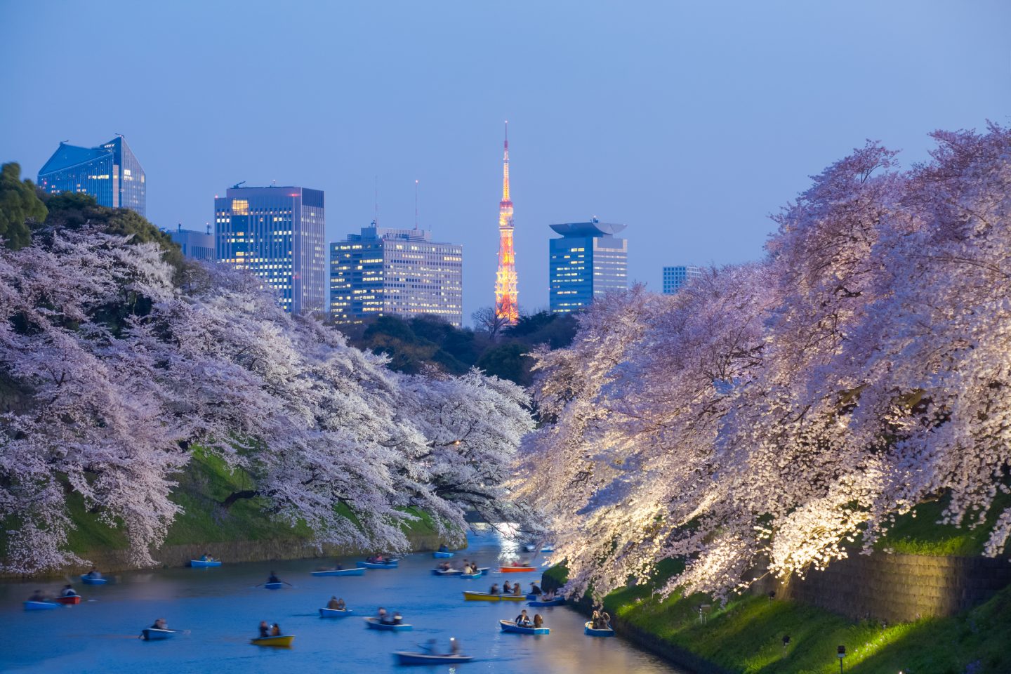 Where to see cherry blossoms in Japan this sakura season