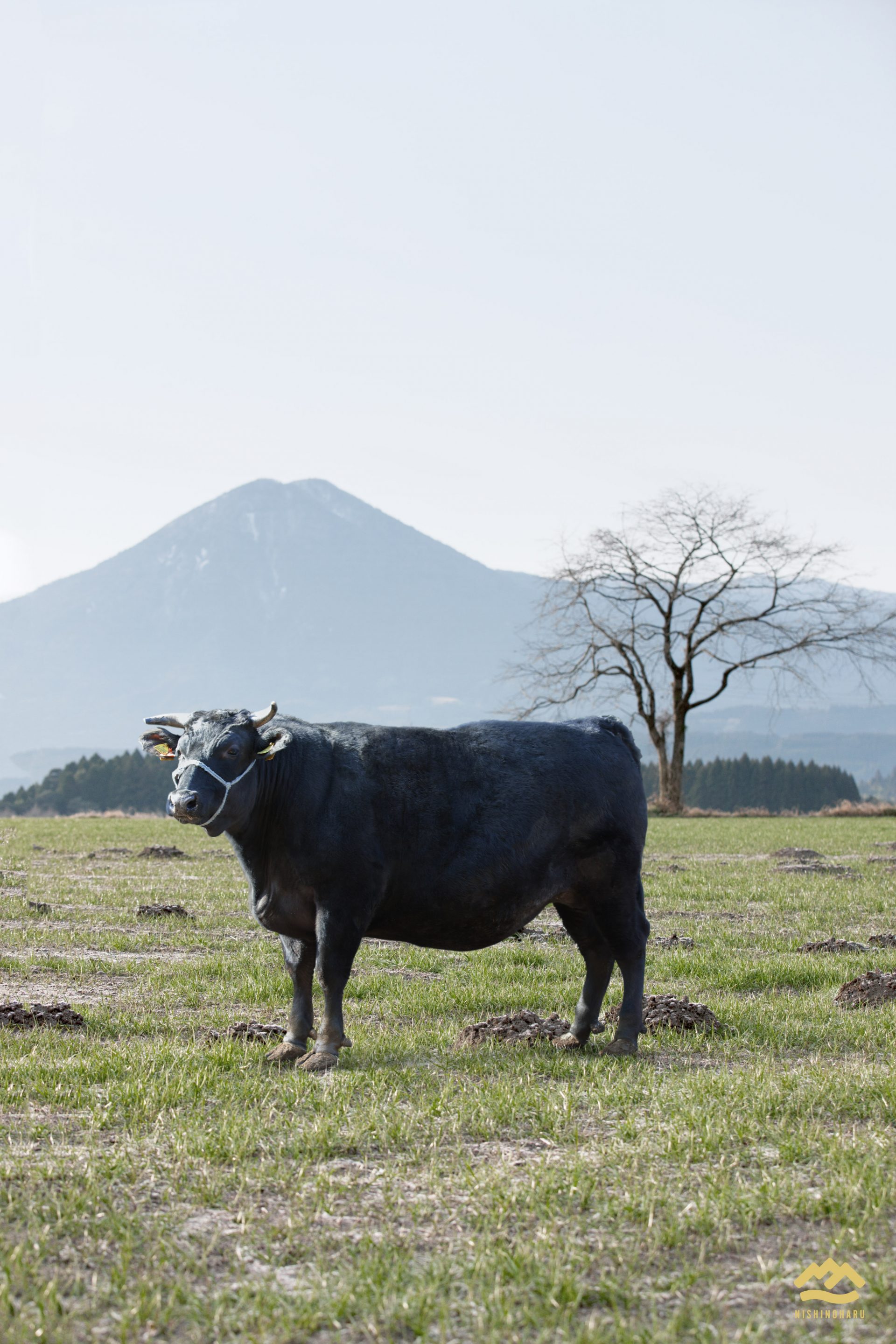 The world's highest grade Miyazaki beef is now in Malaysia