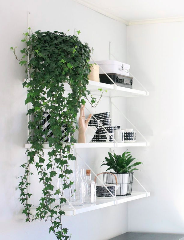 How to decorate a minimalist home with indoor plants