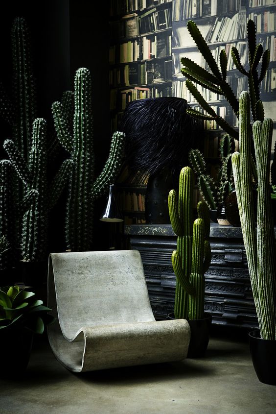 A guide to sprucing up your interiors with cacti and succulents
