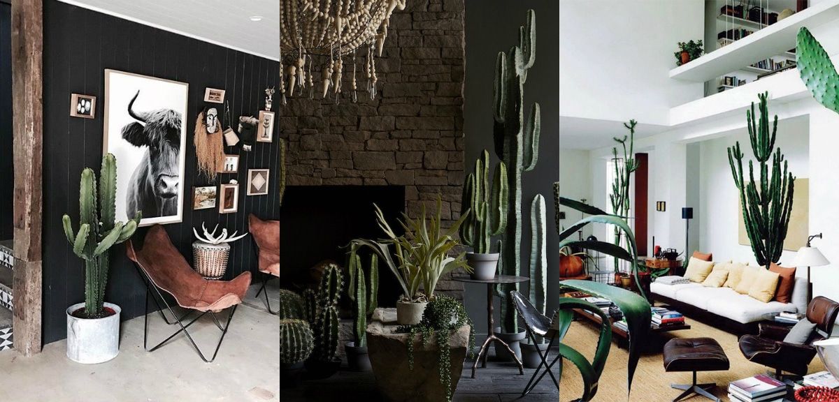 A guide to sprucing up your interiors with cacti and succulents