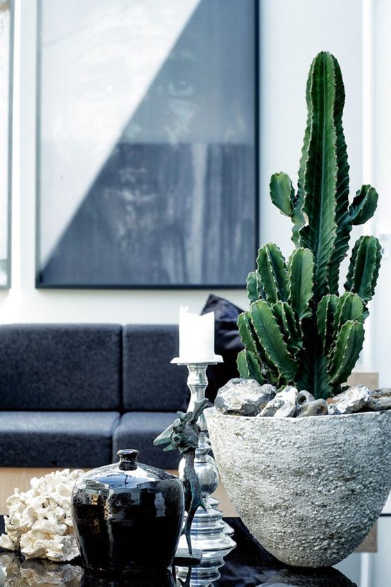 A guide to sprucing up your interiors with cacti and succulents
