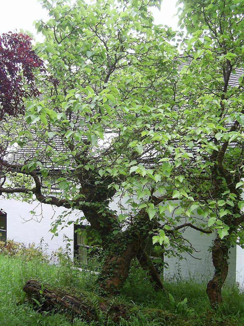 This S$7,050 gin is distilled from the leaves of an ancient mulberry tree