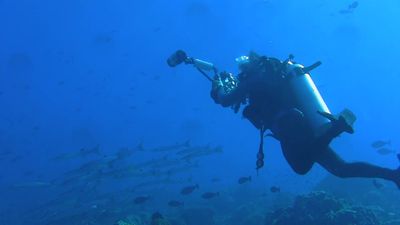 7 best diving spots in Malaysia for unforgettable underwater experiences