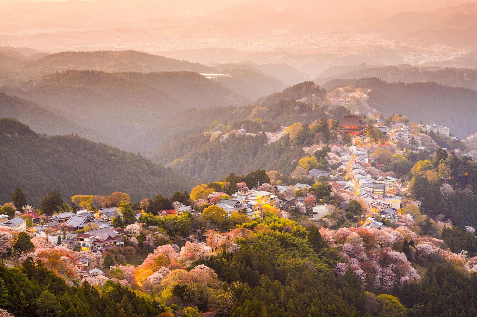 Where to see cherry blossoms in Japan this year