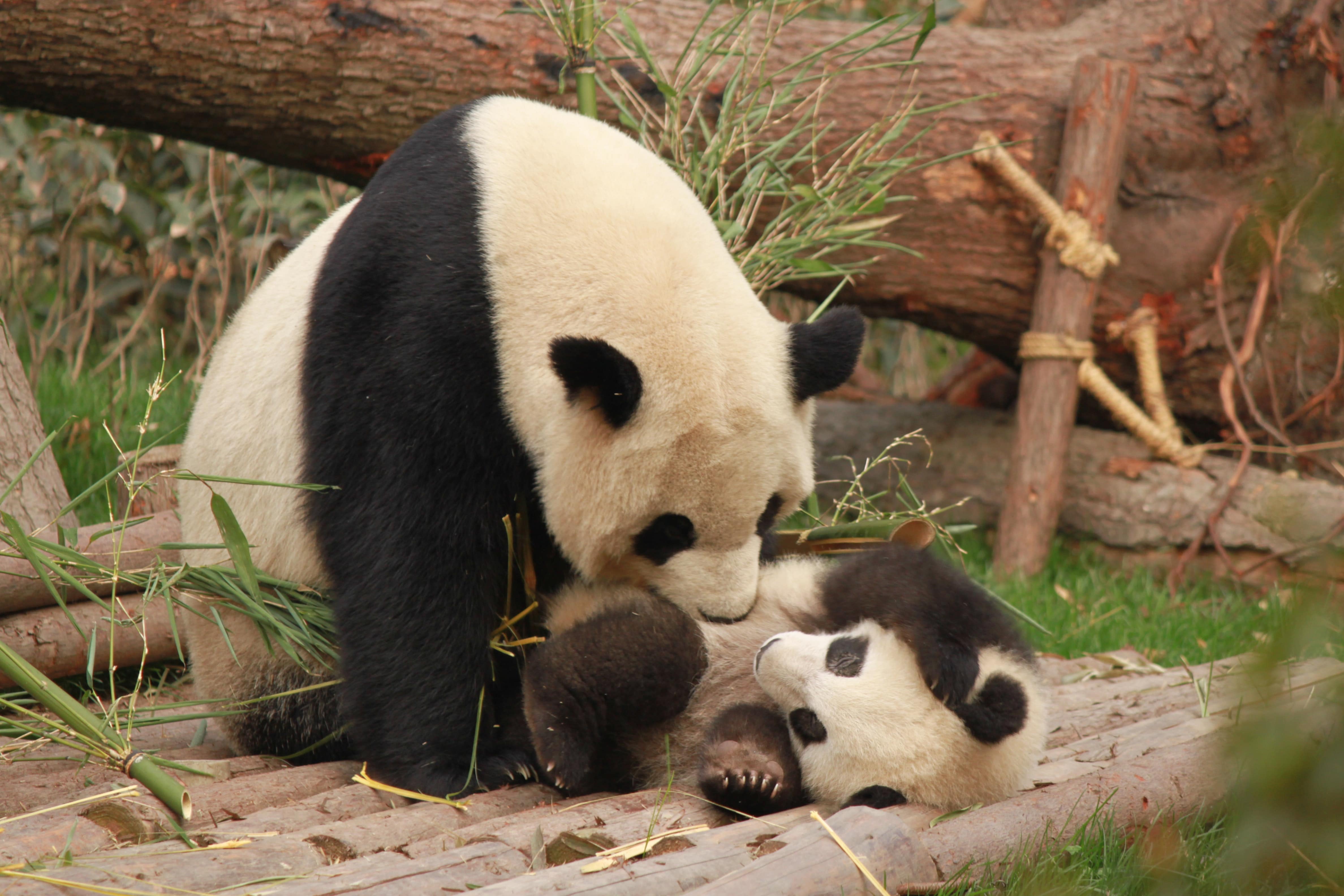 Check out: Chengdu is more than just a city of giant pandas