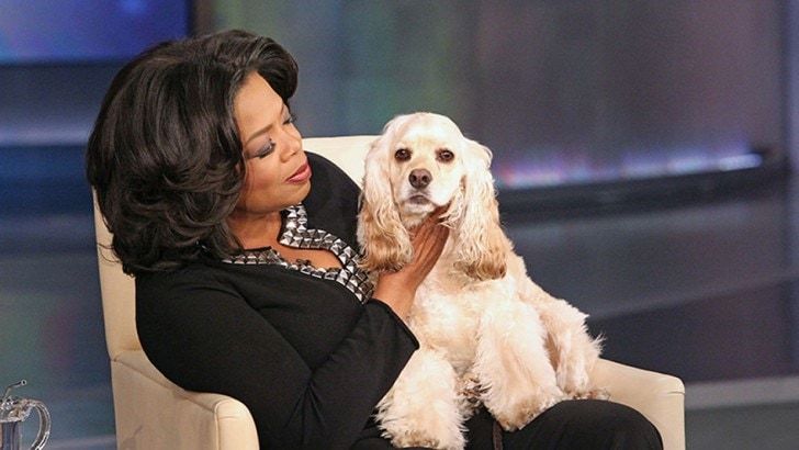 The most fashionable dog breeds to own in 2019, ranked | LSA Bangkok