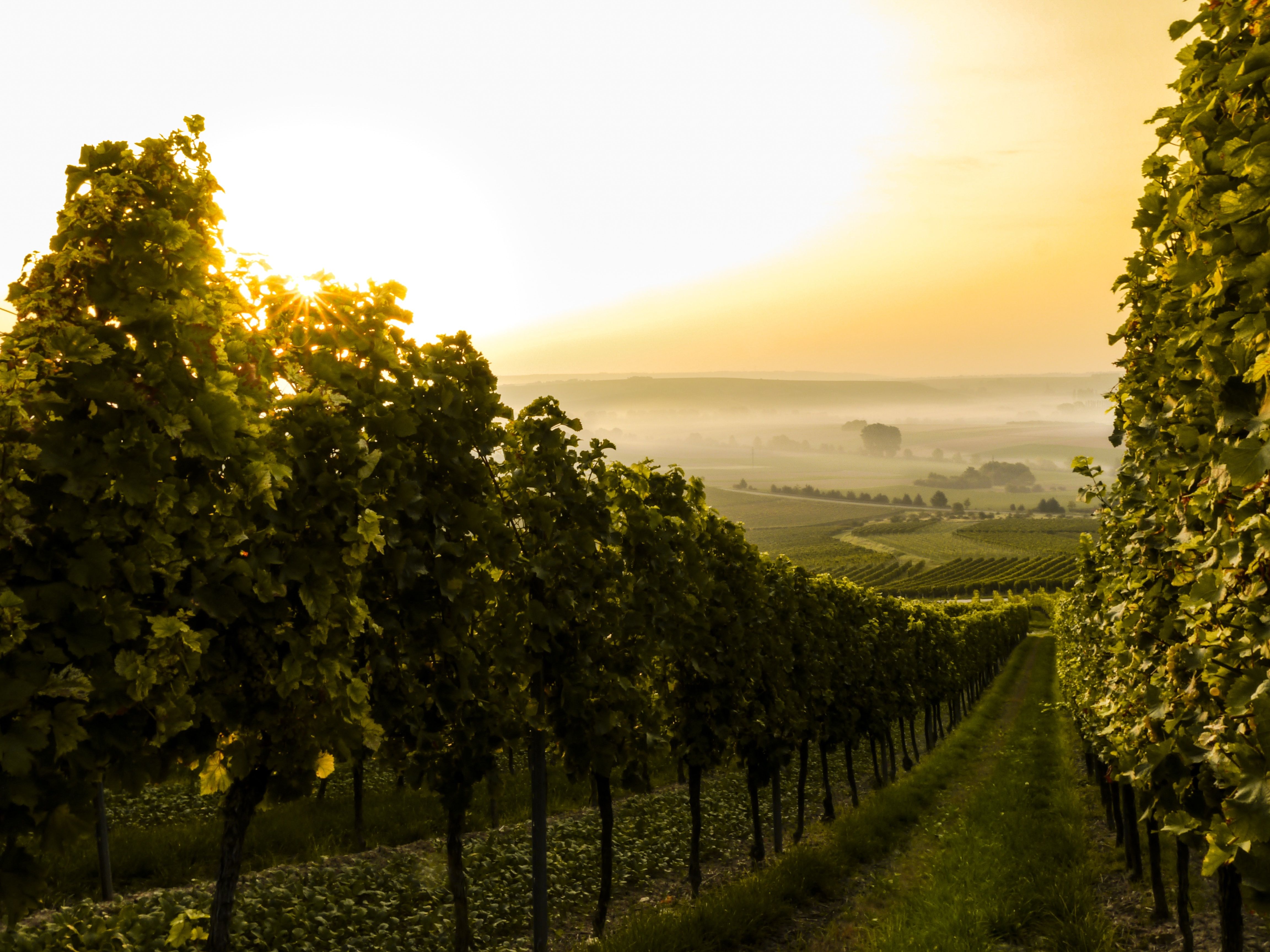 Your introductory guide to Hungarian wines and its varietals