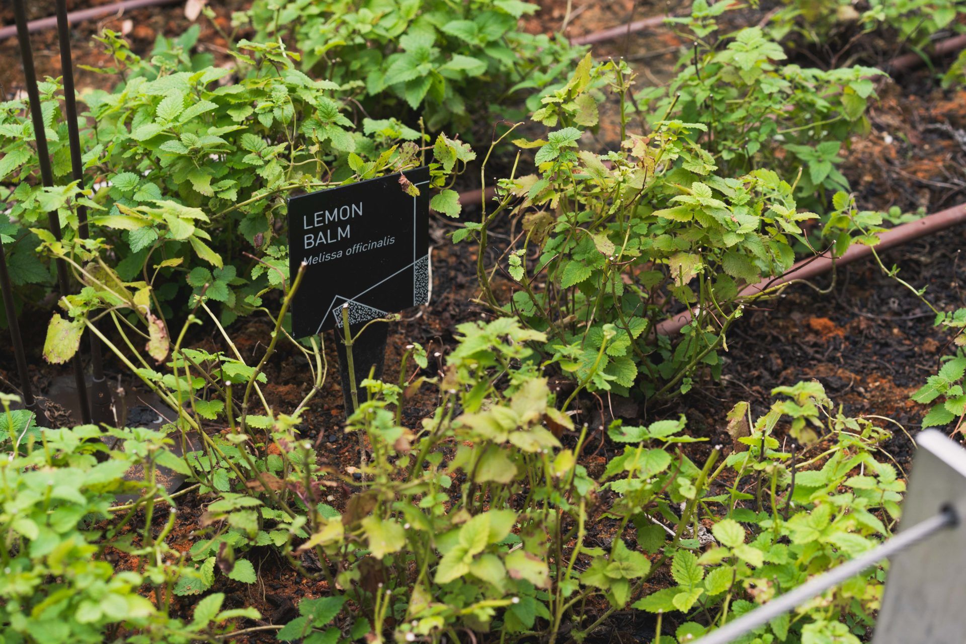 Why Noka’s chef Seki Takuma insists on using local produce for Japanese ...