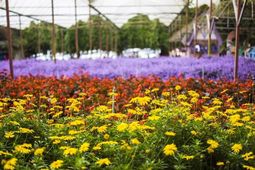 A basic travel guide to Cameron Highlands for first-timers