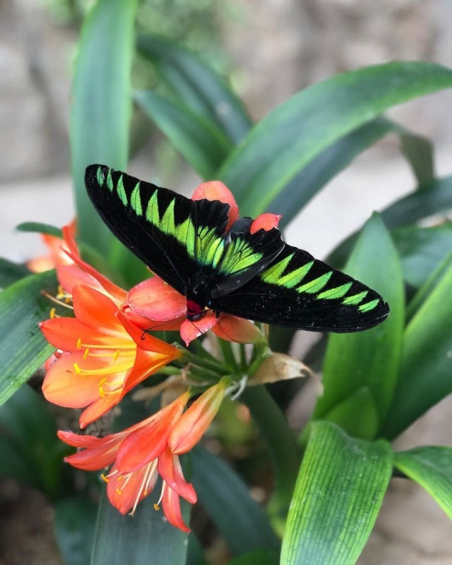 A basic travel guide to Cameron Highlands for first-timers