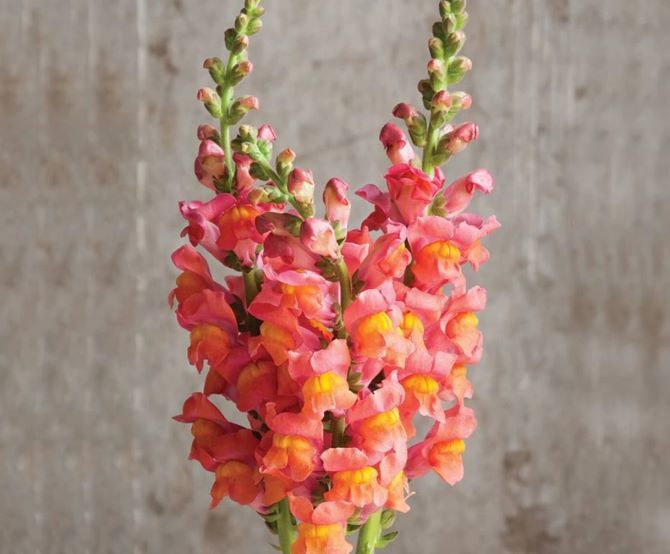 Zodiak Cina: Ketahui Bunga Bertuah mengikut tahun kelahiran anda!