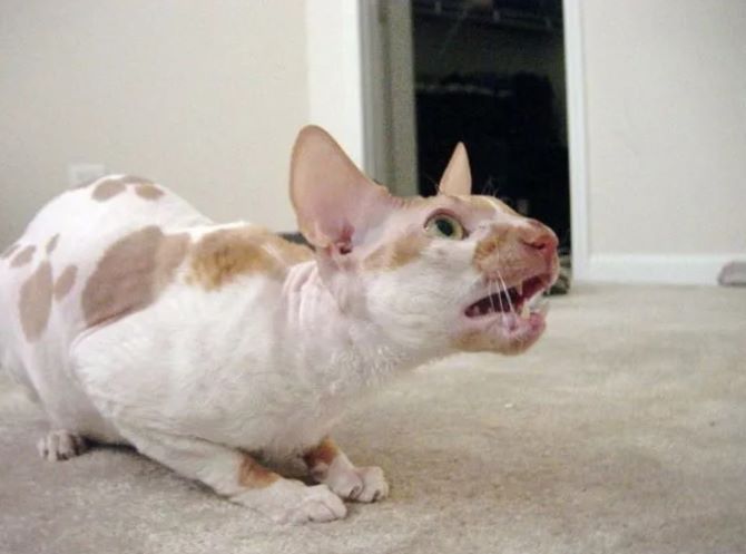 Zodiak bulan ini, nak tahu kucing mana yang serasi dengan anda?