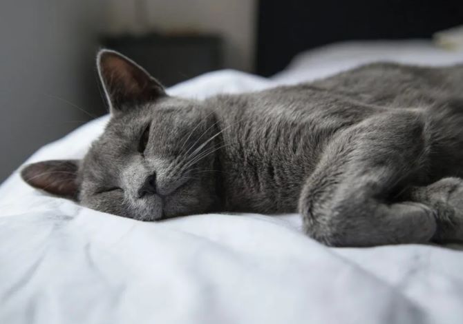 Zodiak bulan ini, nak tahu kucing mana yang serasi dengan anda?