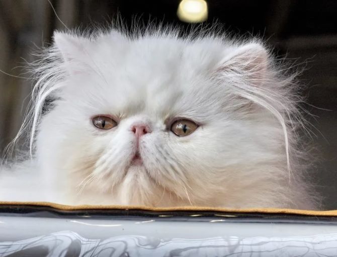 Zodiak bulan ini, nak tahu kucing mana yang serasi dengan anda?