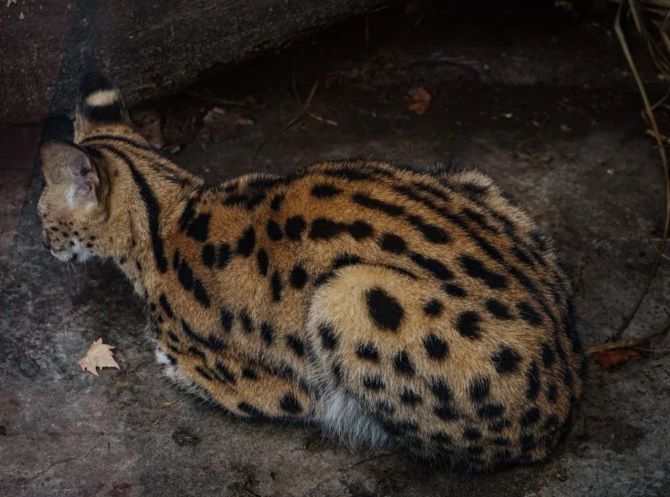 Zodiak bulan ini, nak tahu kucing mana yang serasi dengan anda?