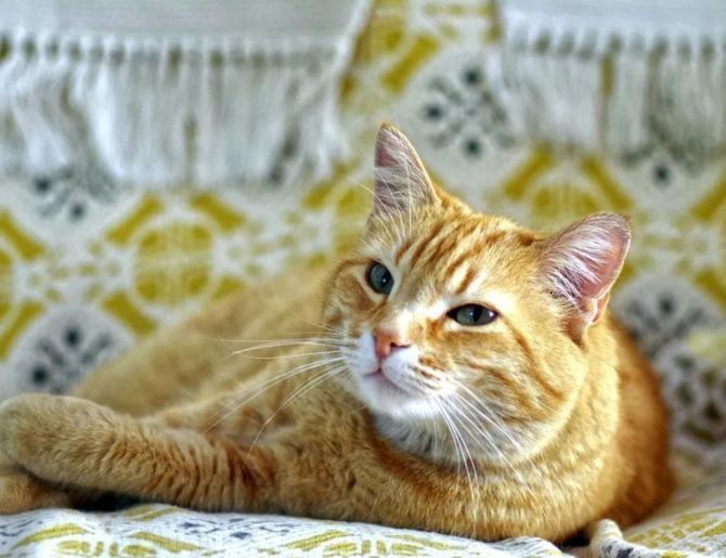 Zodiak bulan ini, nak tahu kucing mana yang serasi dengan anda?