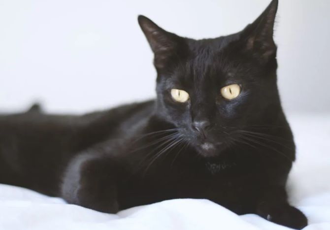 Zodiak bulan ini, nak tahu kucing mana yang serasi dengan anda?