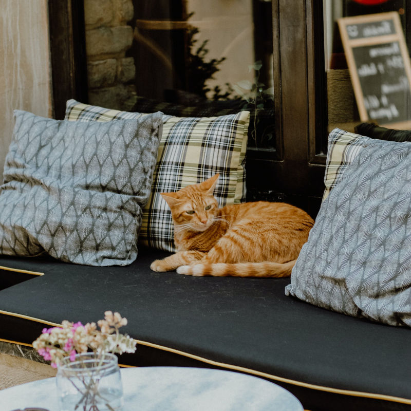 Cafe Kucing di KL Khas Untuk Si Pencinta Kucing