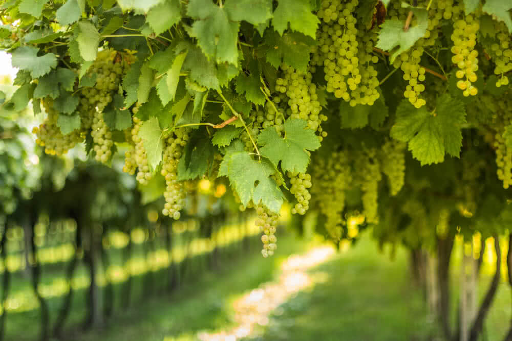 Jenis pokok pembawa rezeki menurut Al-Quran