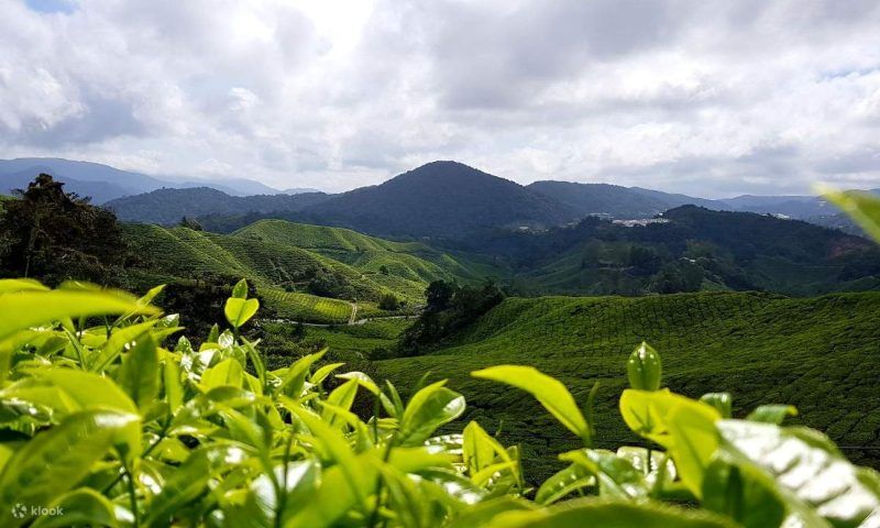 Tempat menarik di Cameron Highland, ini 11 tempat wajib pergi!