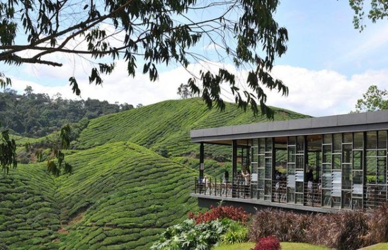 Tempat menarik di Cameron Highland, ini 11 tempat wajib pergi!