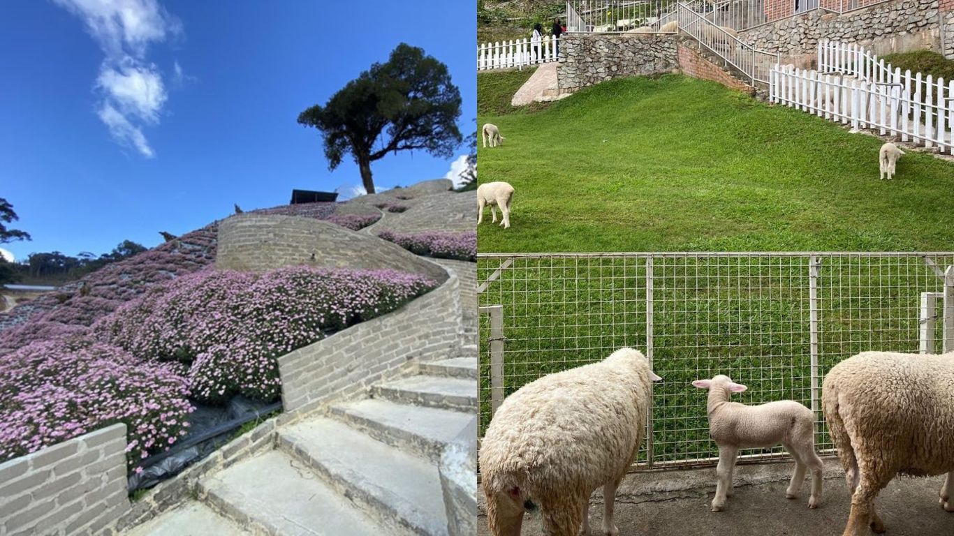 Tempat menarik di Cameron Highland, ini 11 tempat wajib pergi!