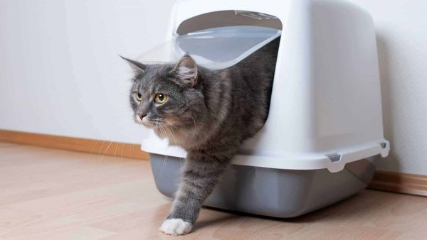 Cara hilangkan bau kencing kucing, rumah pun bau segar raya ini