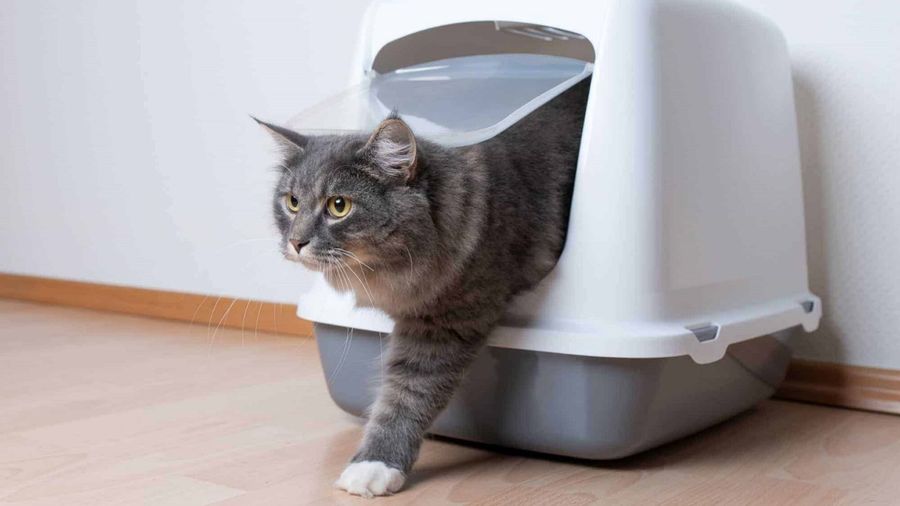 Cara hilangkan bau kencing kucing, rumah pun bau segar raya ini