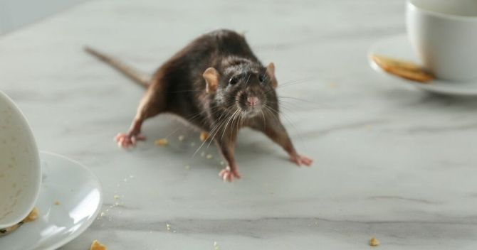 Cara halau tikus yang berkesan di rumah, pastikan kebersihan terjaga