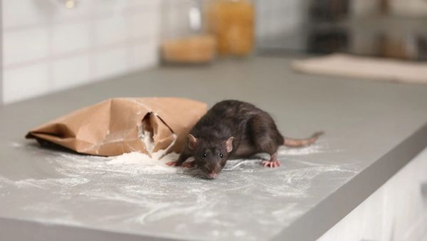 Cara halau tikus yang berkesan di rumah, pastikan kebersihan terjaga