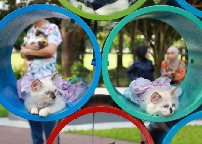 Taman kucing menarik di Selangor untuk dilawati bersama Si Comel anda!