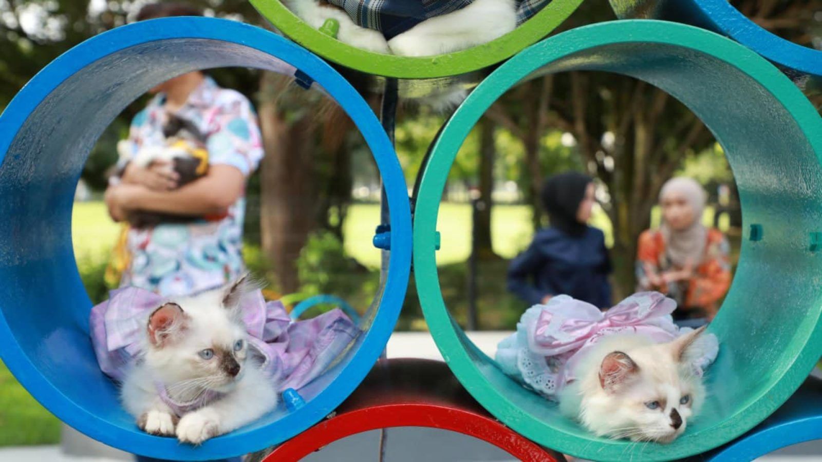 Taman kucing menarik di Selangor untuk dilawati bersama Si Comel anda!