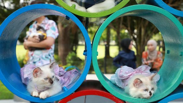 Taman kucing menarik di Selangor untuk dilawati bersama Si Comel anda!