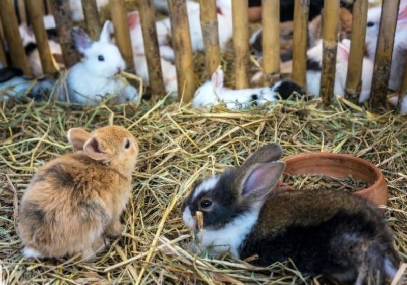 Bukit Tinggi Pahang: 8 destinasi menarik yang wajib anda lawati