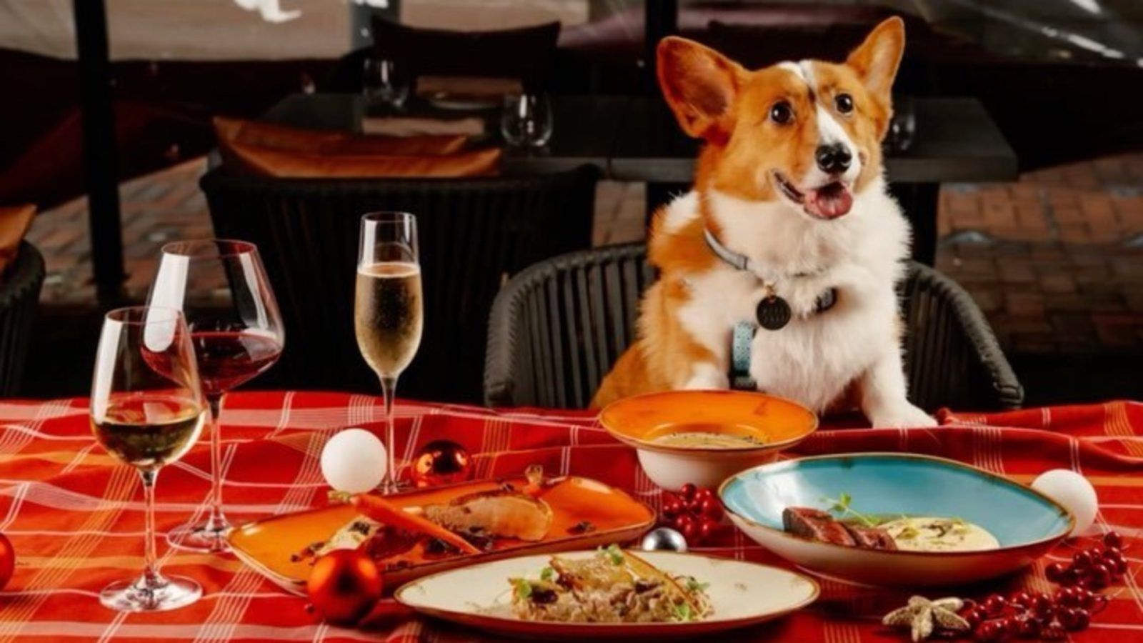 Pet-friendly restaurants: 10 best places to eat in Hong Kong