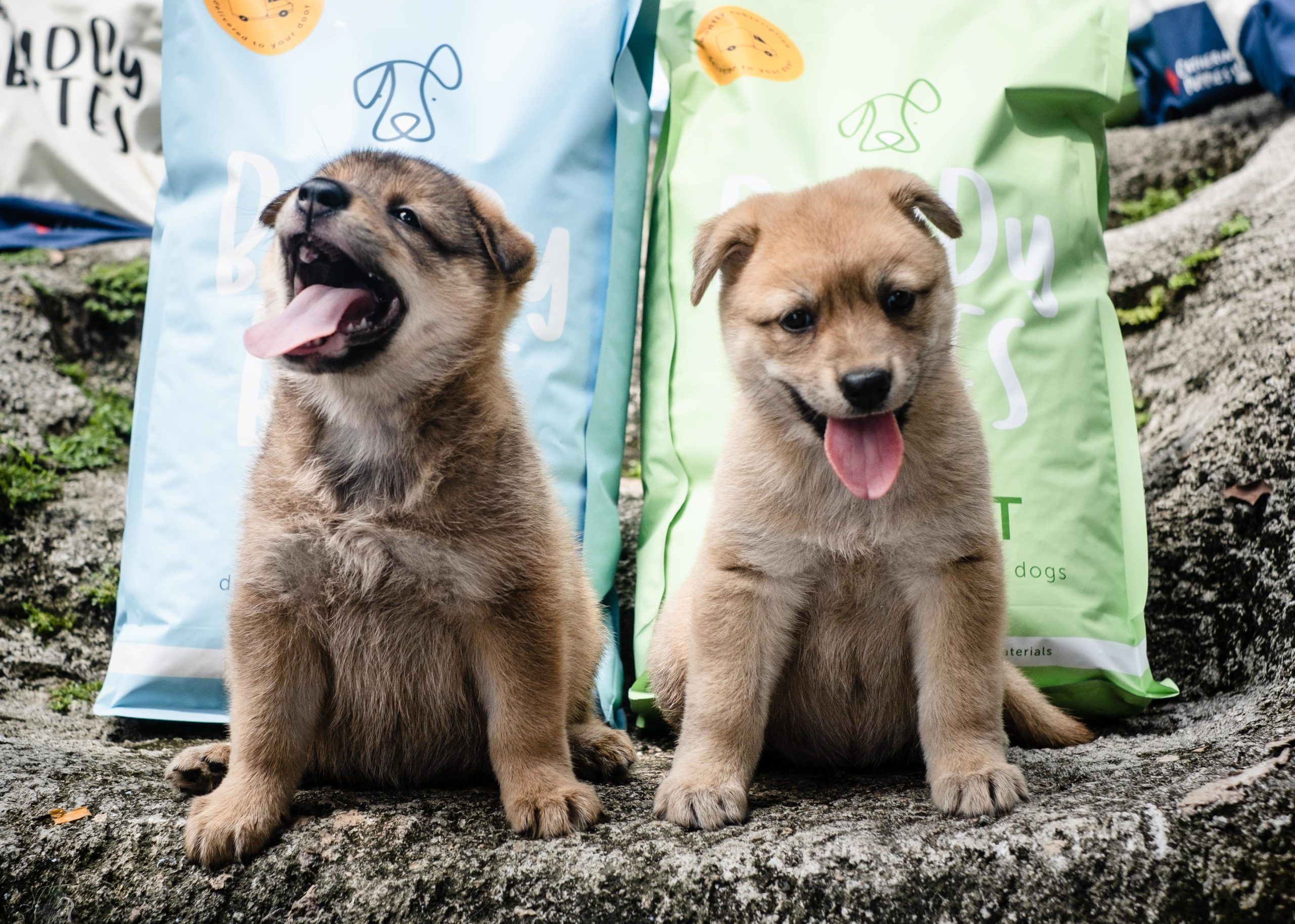 Q&A: Chris Lee and Ryan Black, founders of Buddy Bites