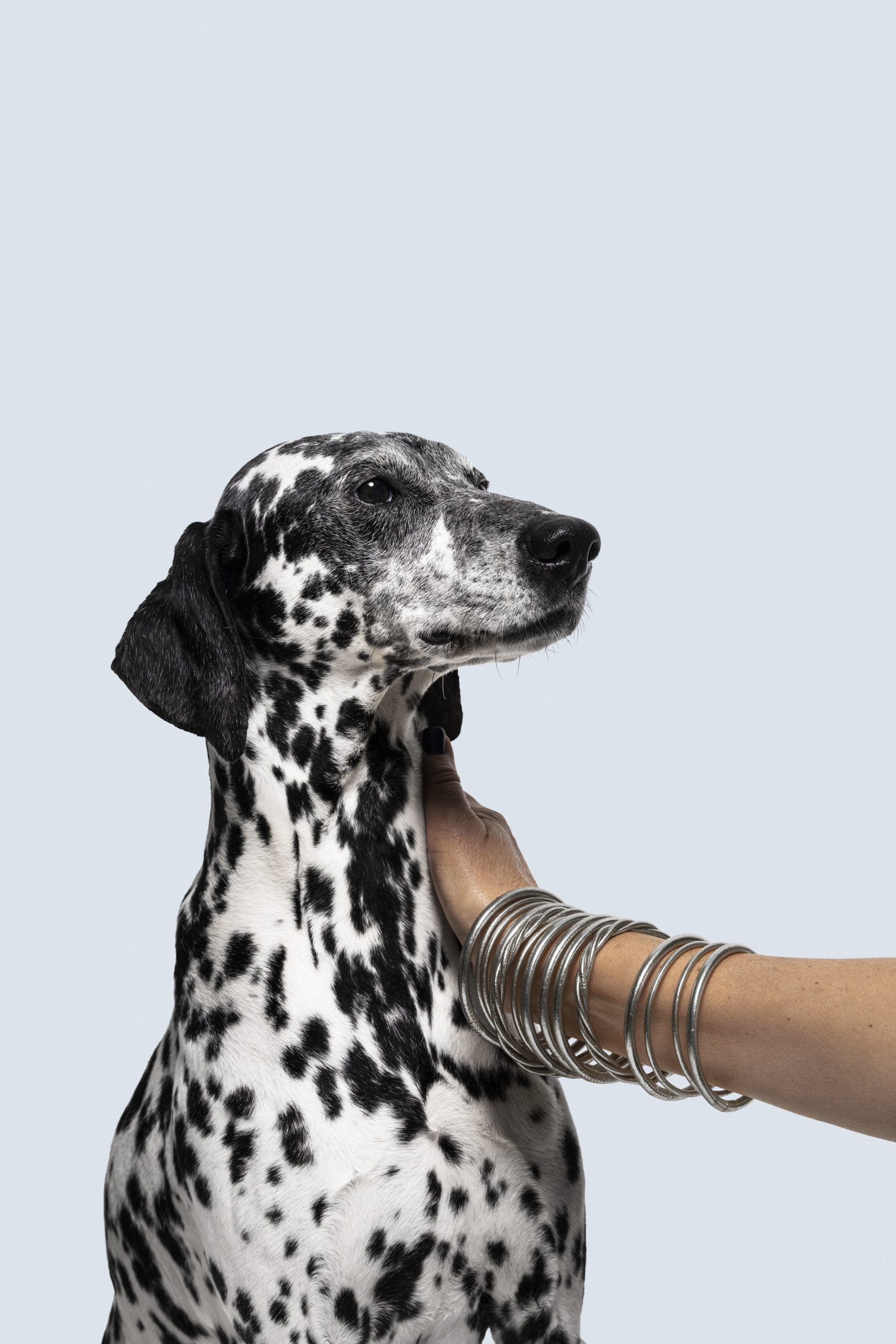 Everything you need to know about CBD for pets, according to ...