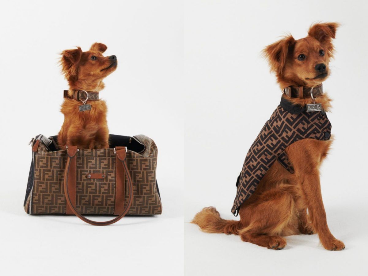 These designer dog collars will are perfect for pampering your puppy