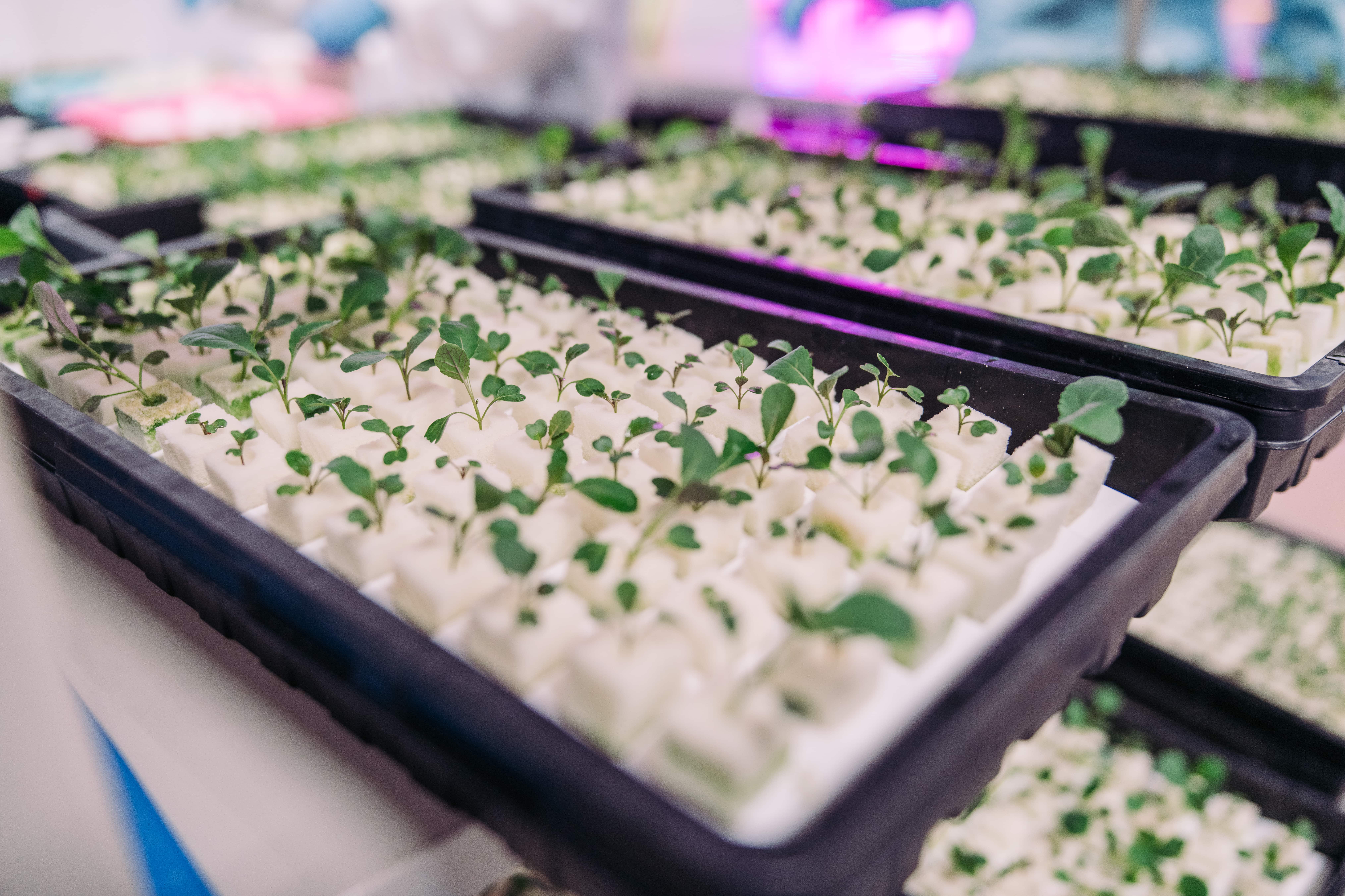 27 Questions: Benjamin Swan, co-founder and CEO of Sustenir Agriculture