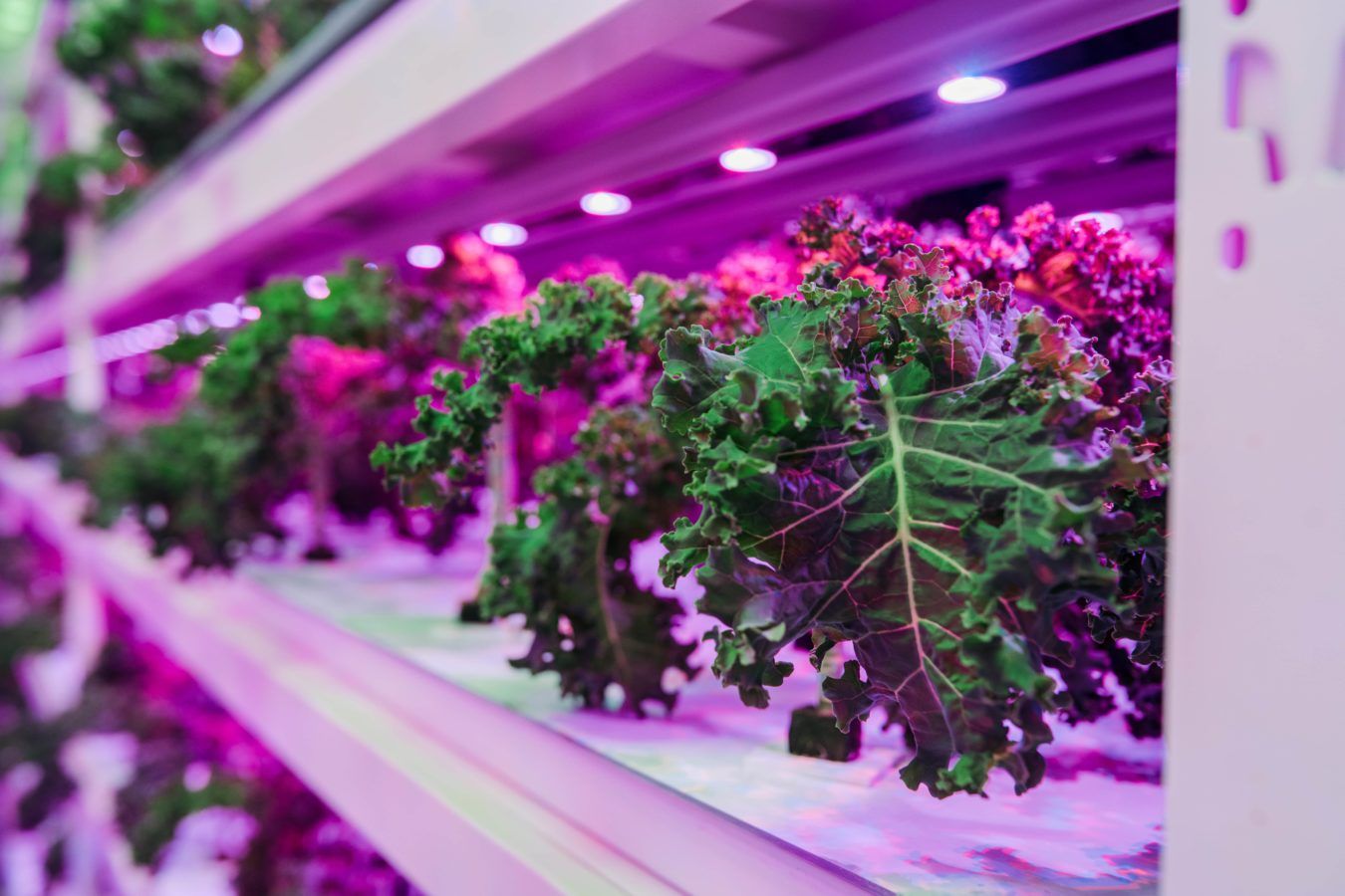 27 Questions: Benjamin Swan, co-founder and CEO of Sustenir Agriculture