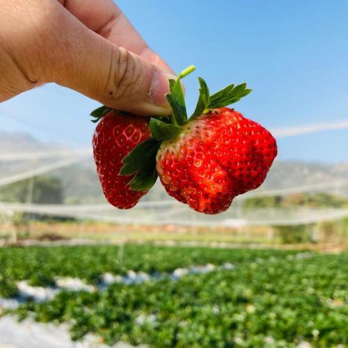 The sweetest, juiciest Japanese strawberries will cost you HK$900