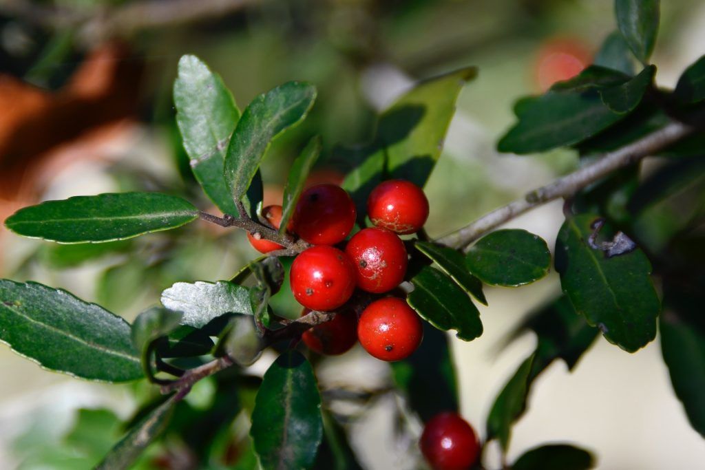 All About Yaupon, The Plant That Delivers A Natural Caffeine Kick